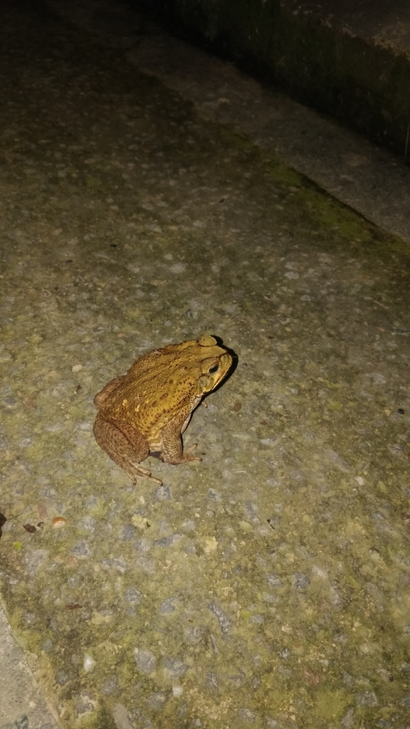 Sapos desde Samaná, Caldas, Colombia el 29 de abril de 2024 a las 20:39 ...