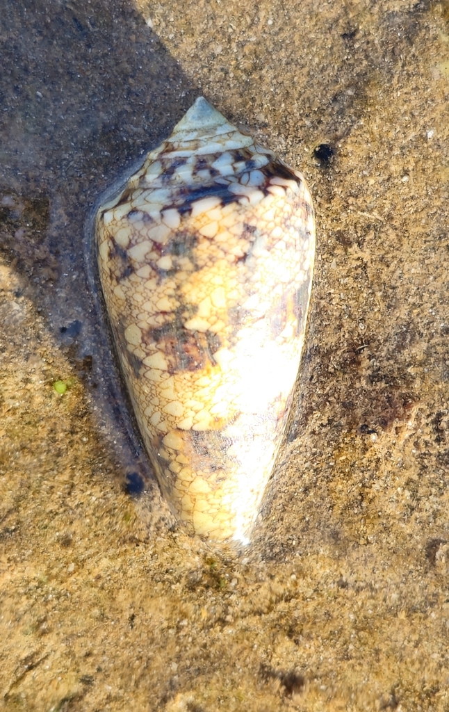 Queen Victoria Cone from Port Hedland WA 6721, Australia on May 11 ...