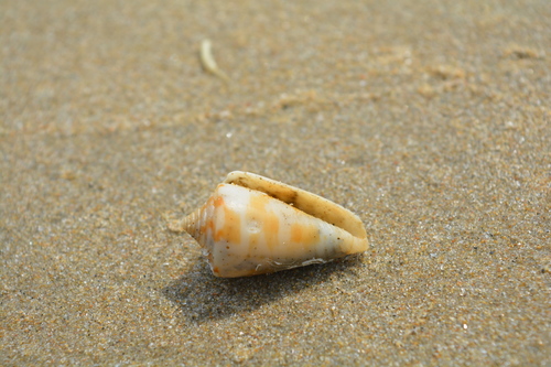 Conus eximius · NaturaLista Colombia
