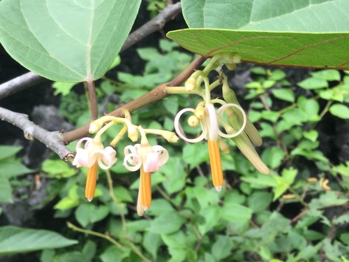 Photo 37992614, (c) Russell Gray, all rights reserved, uploaded by ...