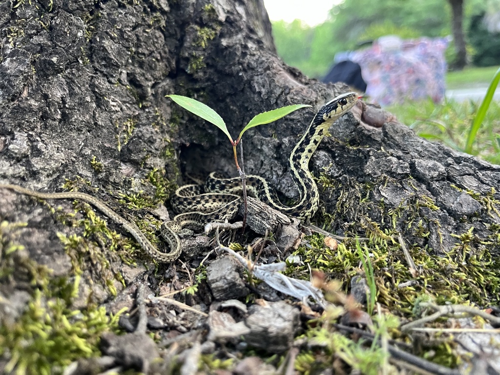 Common Garter Snake from Forest Trace Dr, Forest Acres, SC, US on May ...