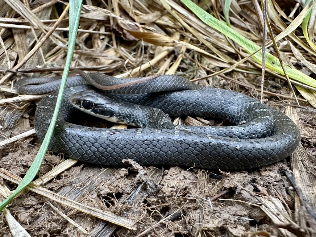 Northern Black Racer in May 2024 by novah21 · iNaturalist