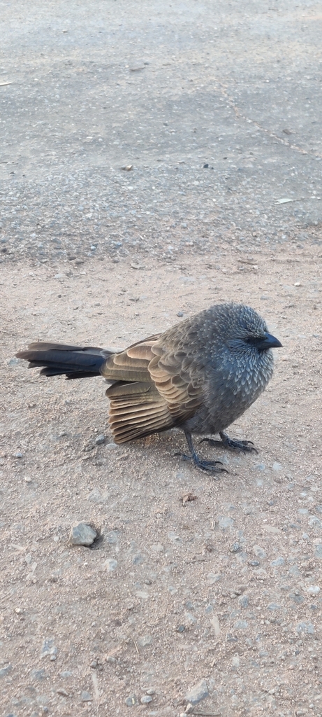 Apostlebird from Anabranch North NSW 2648, Australia on July 21, 2023 ...