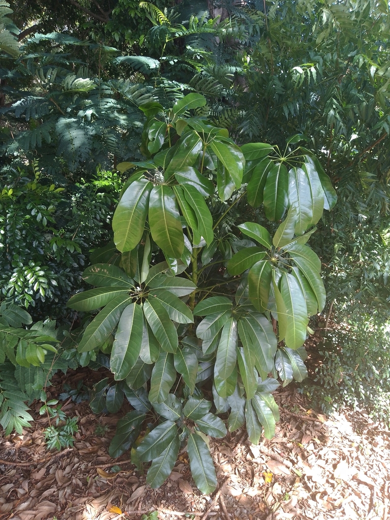 Australian Umbrella Tree from Bundaberg West QLD 4670, Australia on May ...