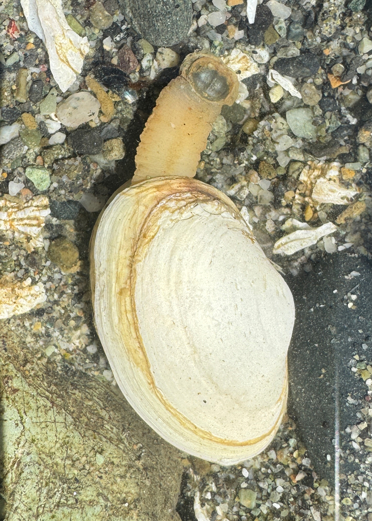 Soft-shelled Clam from Island County, WA, USA on May 10, 2024 at 08:50 ...