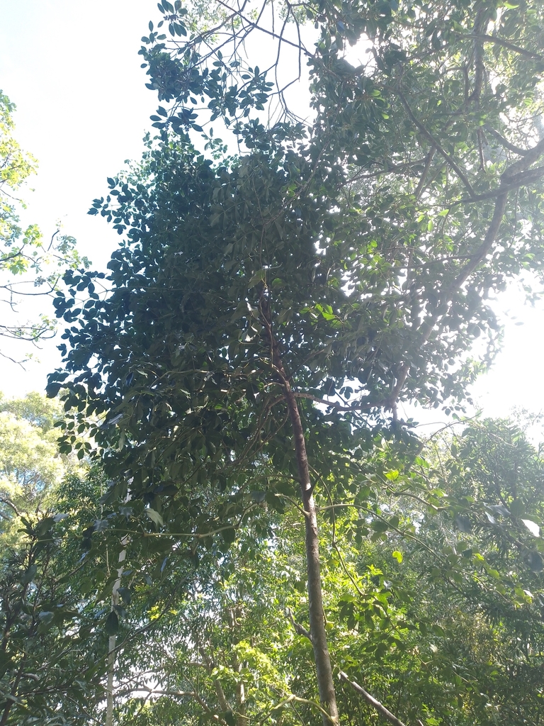 celery wood from Bundaberg West QLD 4670, Australia on May 11, 2024 at 12:59 PM by Byron Blake ...