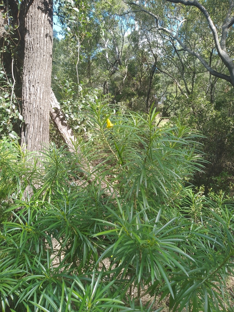 Be-still tree from Bundaberg West QLD 4670, Australia on May 11, 2024 ...