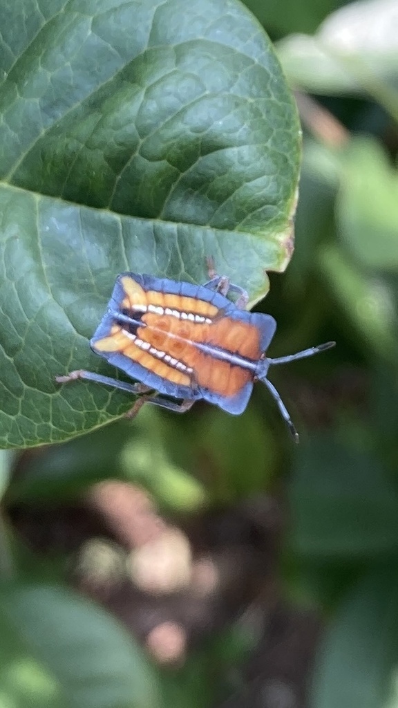 Lychee Stink Bug from Taiwan, Beitou District, TPE, TW on May 11, 2024 ...