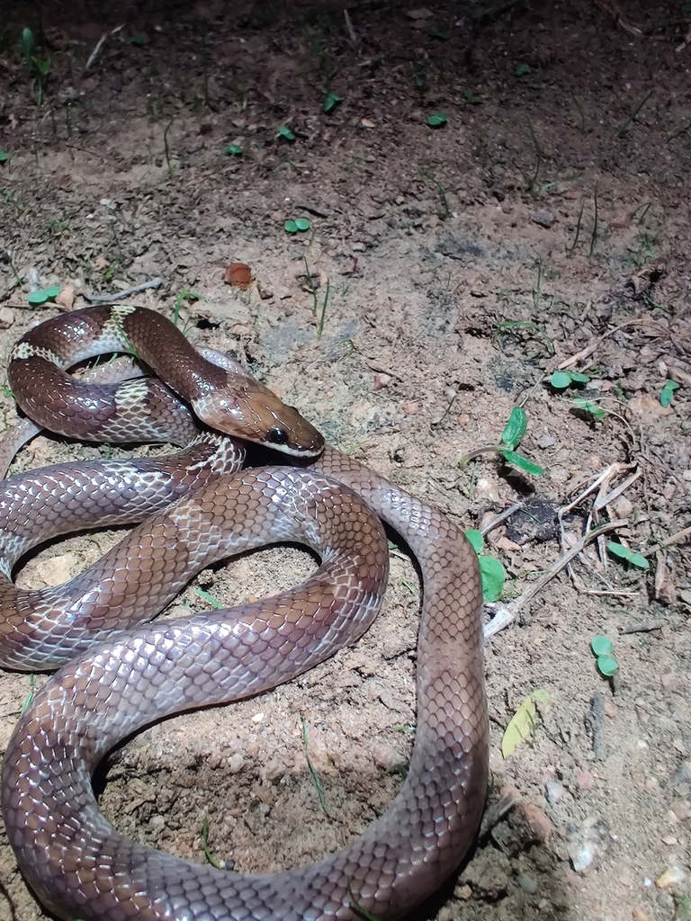 Indian Wolf Snake in May 2024 by Gundu 747310 · iNaturalist