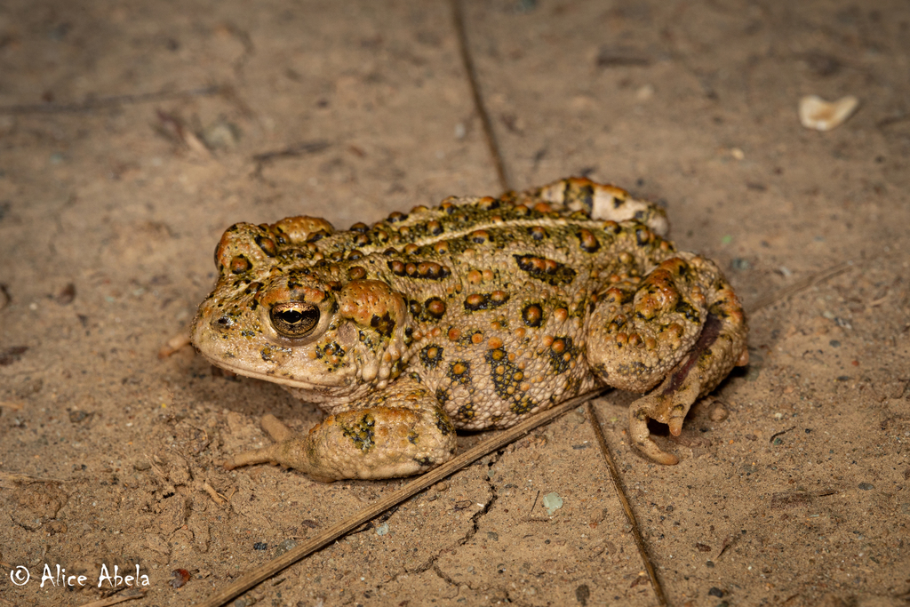 Western Toad from Idria, California, United States on April 19, 2024 at ...
