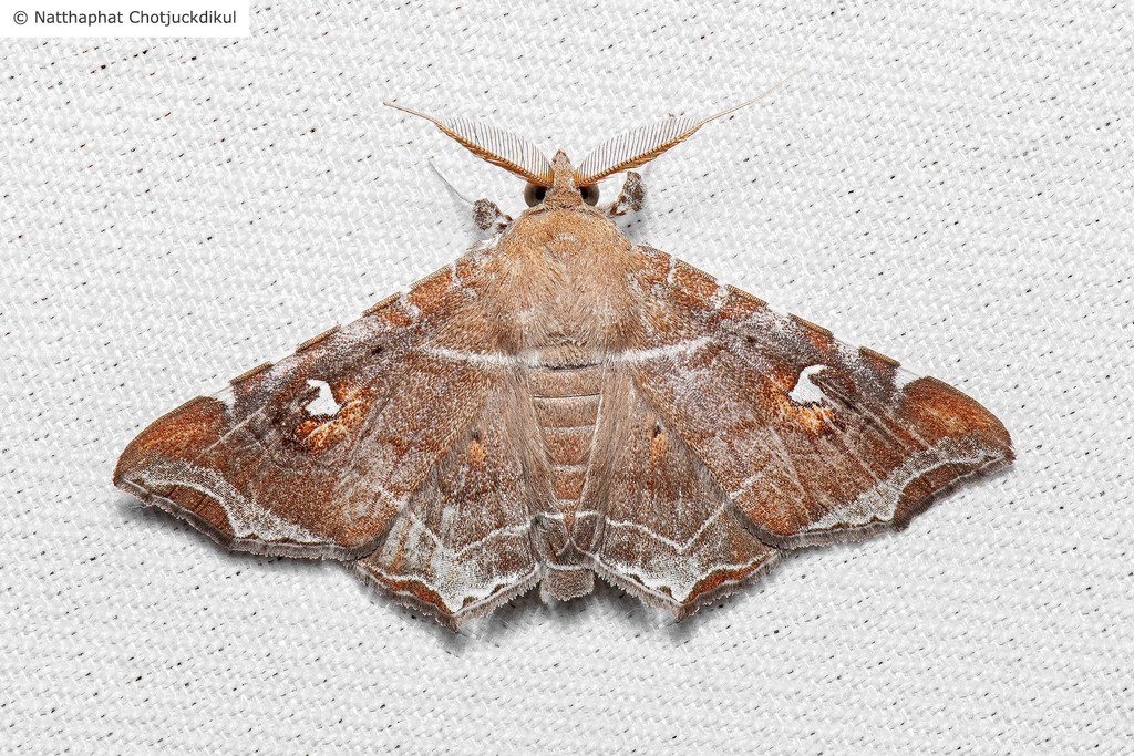 Spotted Episparis from Loei (500-700m ASL) on May 5, 2024 at 12:56 AM ...
