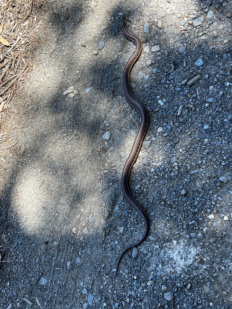 Giant Garter Snake in May 2024 by Megan Elrod · iNaturalist