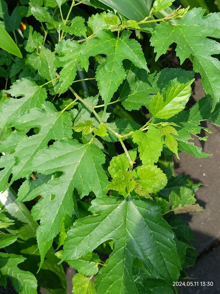 Korean mulberry from 116台灣台北市文山區萬年里 on May 11, 2024 at 01:29 PM by ...