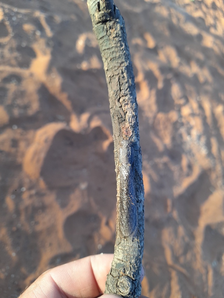 Tarachodes from Omusati, Namibia on February 16, 2023 at 07:18 AM by ...
