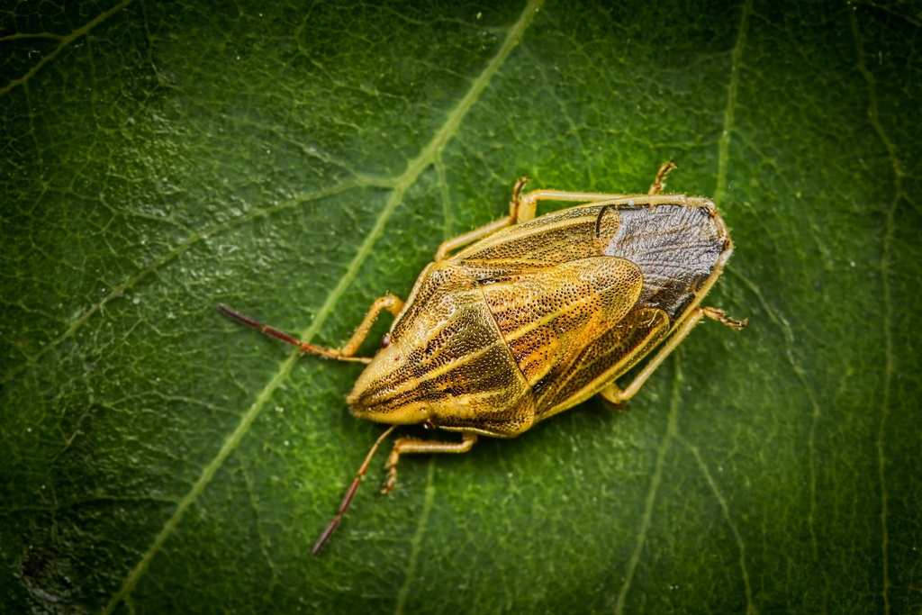 Bishop's Mitre Shield Bug from Petržalka, Slovensko on May 10, 2024 at ...