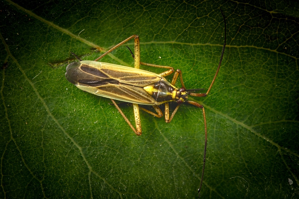 Meadow Plant Bug from Petržalka, Slovensko on May 10, 2024 at 05:18 PM ...