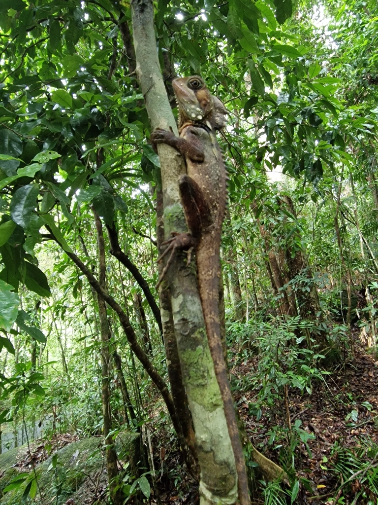 Boyd's Forest Dragon from Syndicate QLD 4873, Australia on May 10, 2024 ...
