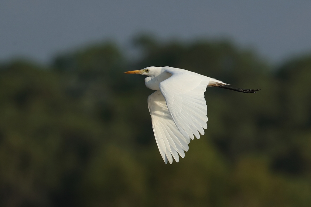 Plumed Egret from Middle Point NT 0822, Australia on September 25, 2023 ...