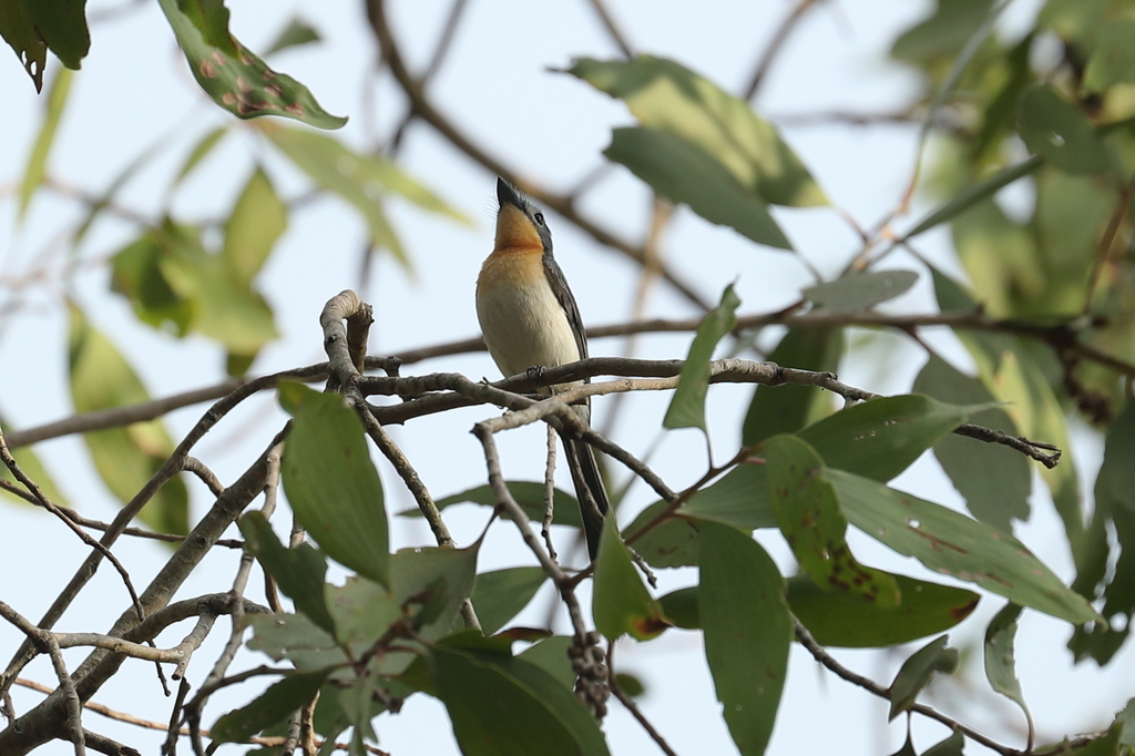 Broad-billed Flycatcher from Middle Point NT 0822, Australia on ...