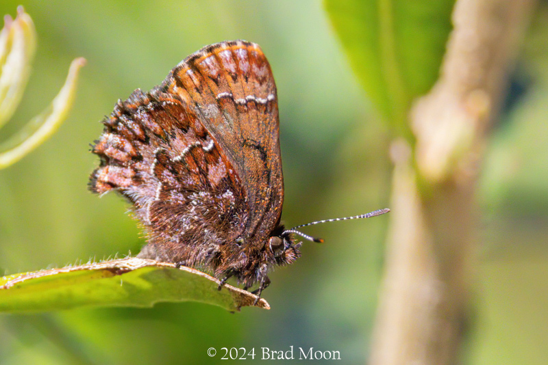 Western Pine Elfin in May 2024 by Brad Moon · iNaturalist