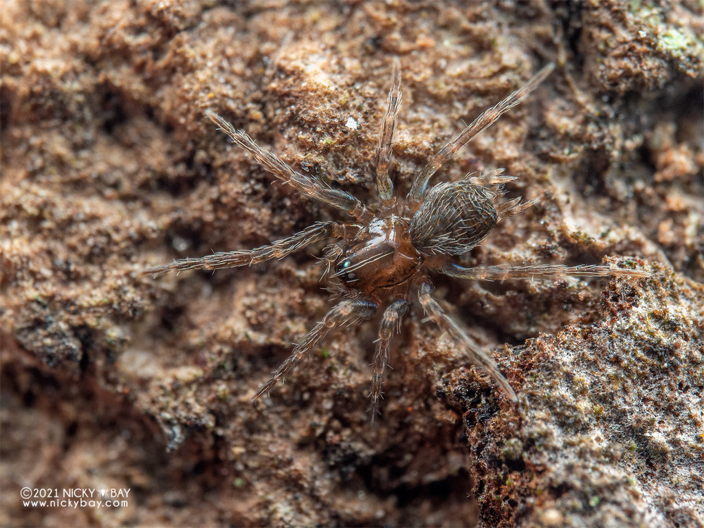 Typical Comb-tailed Spiders from Mandai Rd Track 7, Singapore on May 31 ...