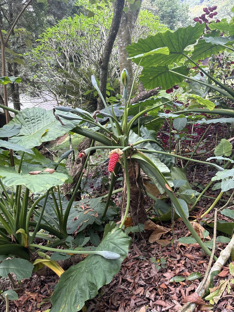 Asian Taro from 臺灣島, 魚池鄉, NAN, TW on May 11, 2024 at 01:53 PM by ...