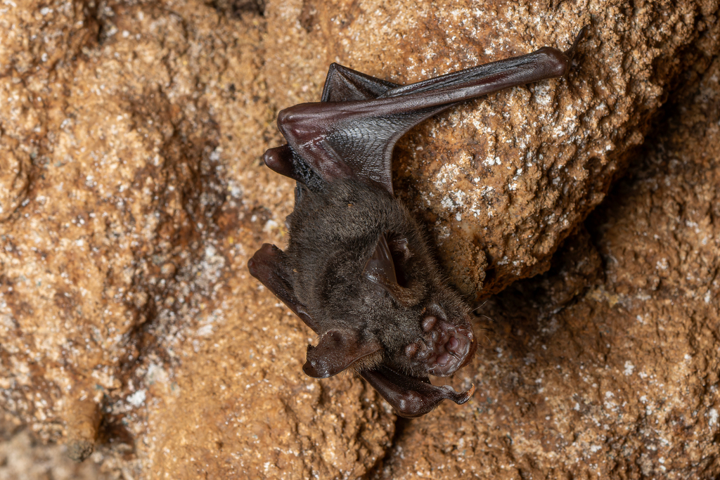 Great Roundleaf Bat in April 2024 by Andaman Kaosung · iNaturalist