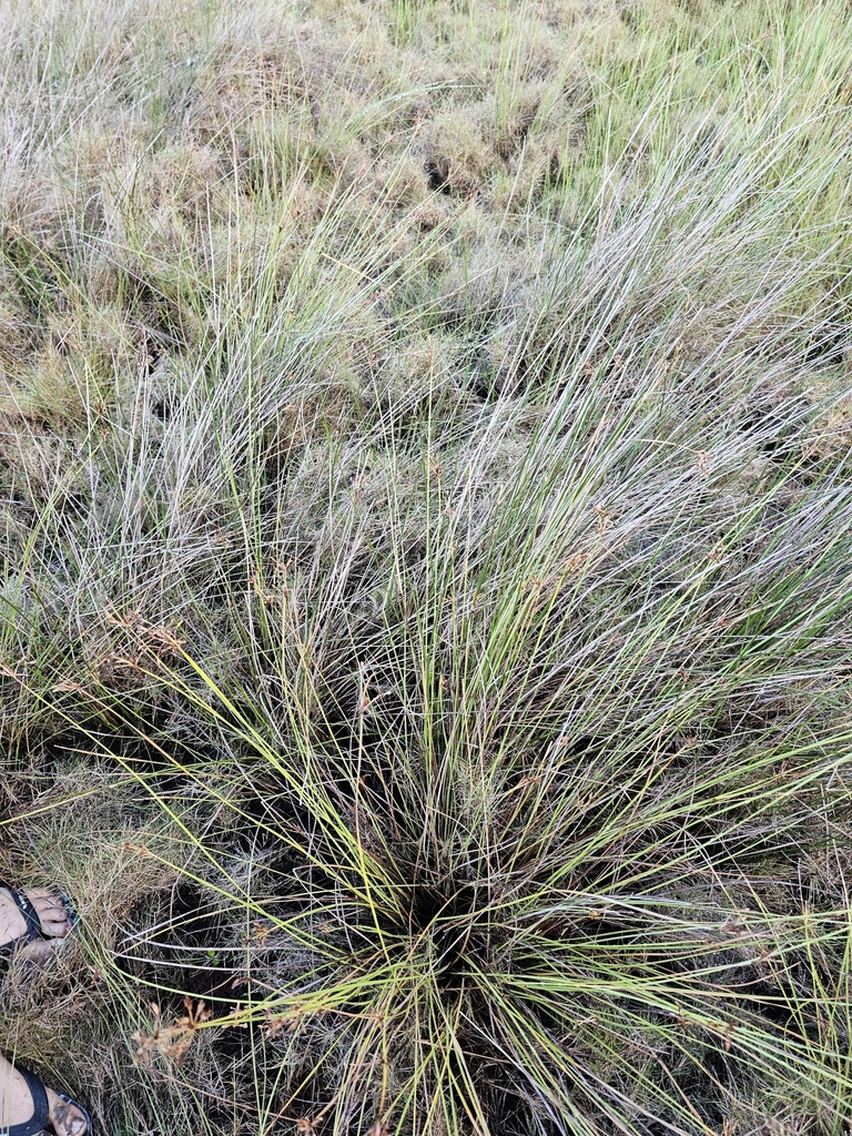 Fringe Rush from Seventeen Seventy QLD 4677, Australia on May 11, 2024 ...