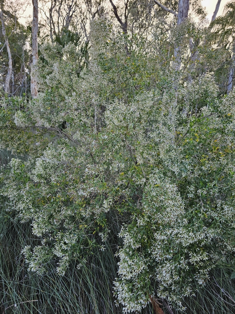 groundsel tree from Seventeen Seventy QLD 4677, Australia on May 11 ...