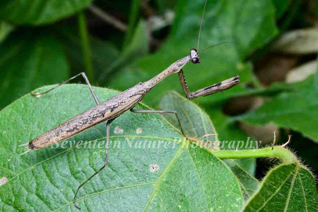 Statilia flavobrunnea from 中国云南省西双版纳傣族自治州勐腊县 on May 1, 2024 at 09:34 PM ...