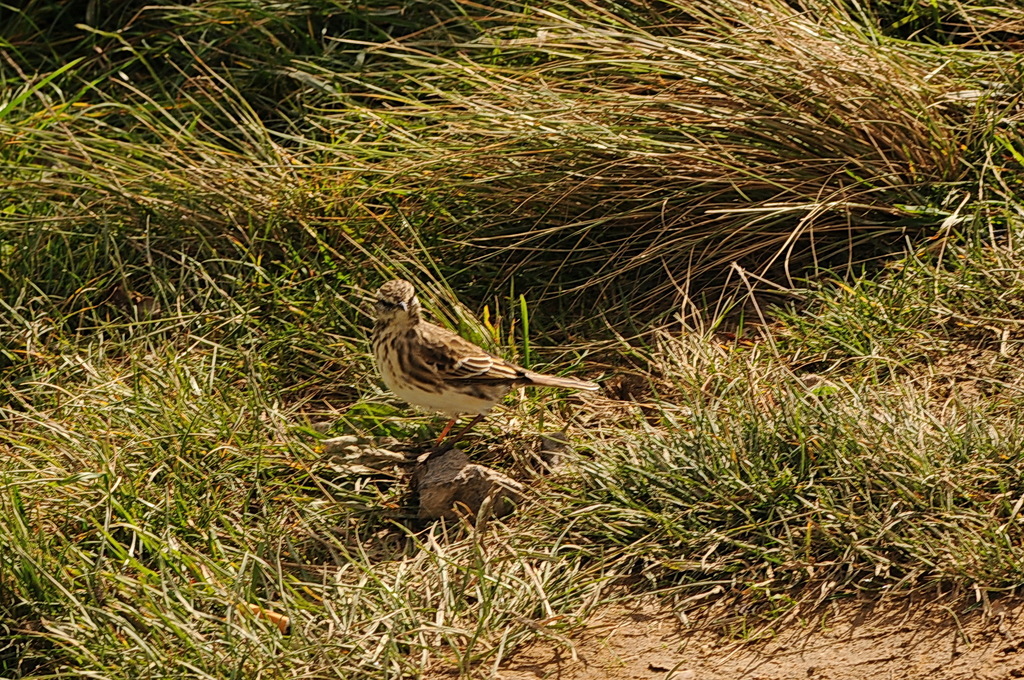 Mainland New Zealand Pipit in April 2019 by David Lyttle. New Zealand ...