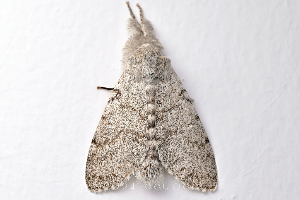 Calliteara lunulata aura from 中国浙江省衢州市衢江区药王山 on April 4, 2024 at 06:23 ...