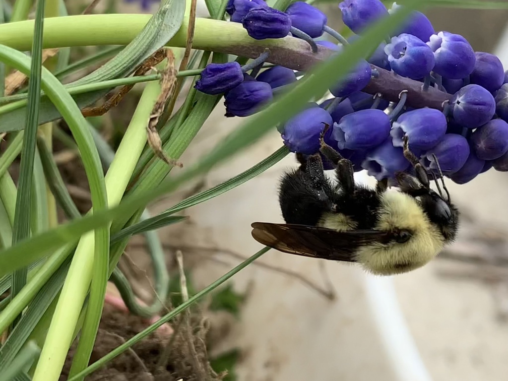 Bumble Bees from Pratte Ave, Norwich, CT, US on April 21, 2024 at 04:27 ...