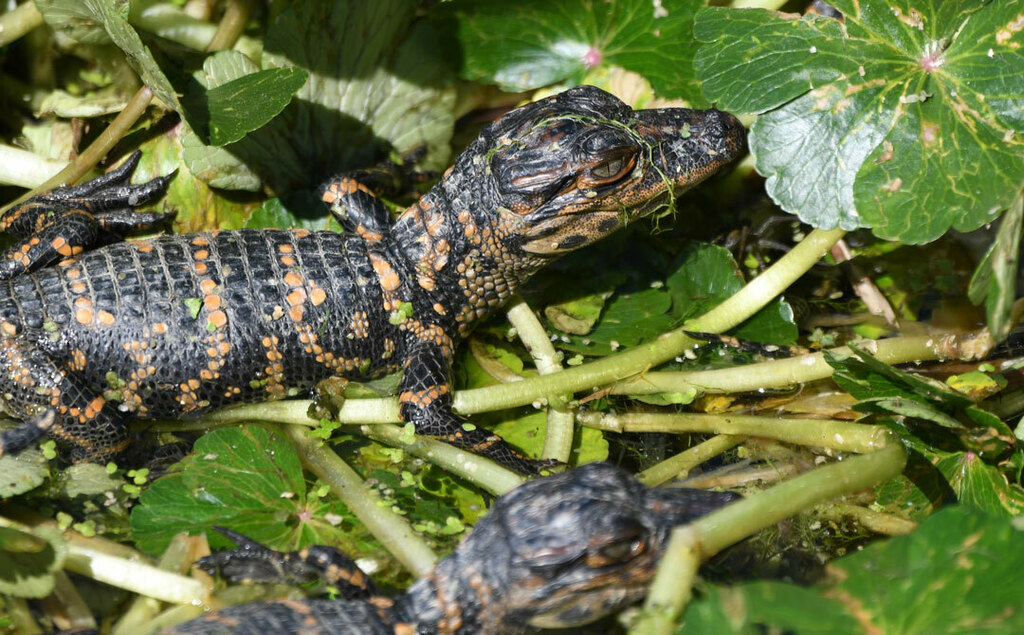 American Alligator from Phinizy Swamp, Augusta, GA, USA on March 29 ...