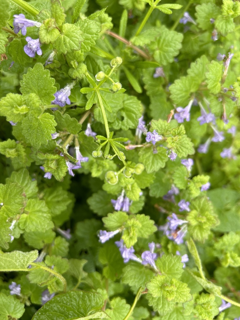 ground-ivy from Sykesville Rd, West Friendship, MD, US on May 11, 2024 ...