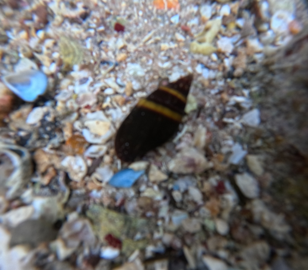 Strigatella scutulata from Northampton, WA, Australia on May 8, 2024 at 01:44 PM by Godfrey ...