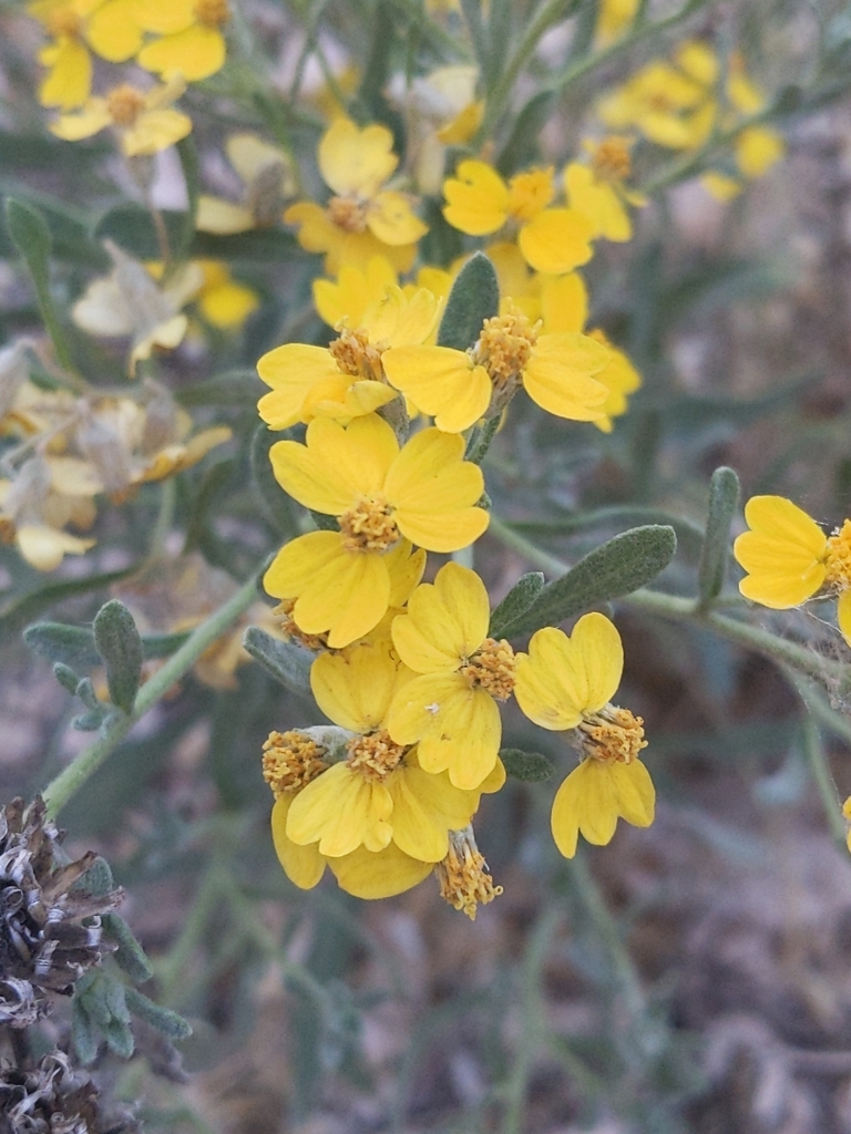 woolly paperflower from Hobbs, NM, USA on May 11, 2024 at 06:06 AM by ...