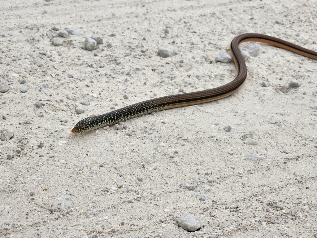 Island Glass Lizard from Punta Gorda, FL 33982, USA on May 11, 2024 at ...
