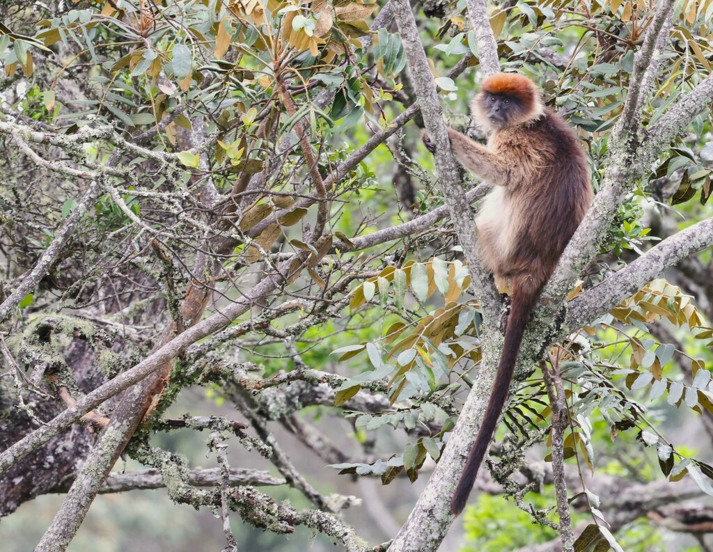 Ashy Red Colobus in May 2024 by David Moyer · iNaturalist