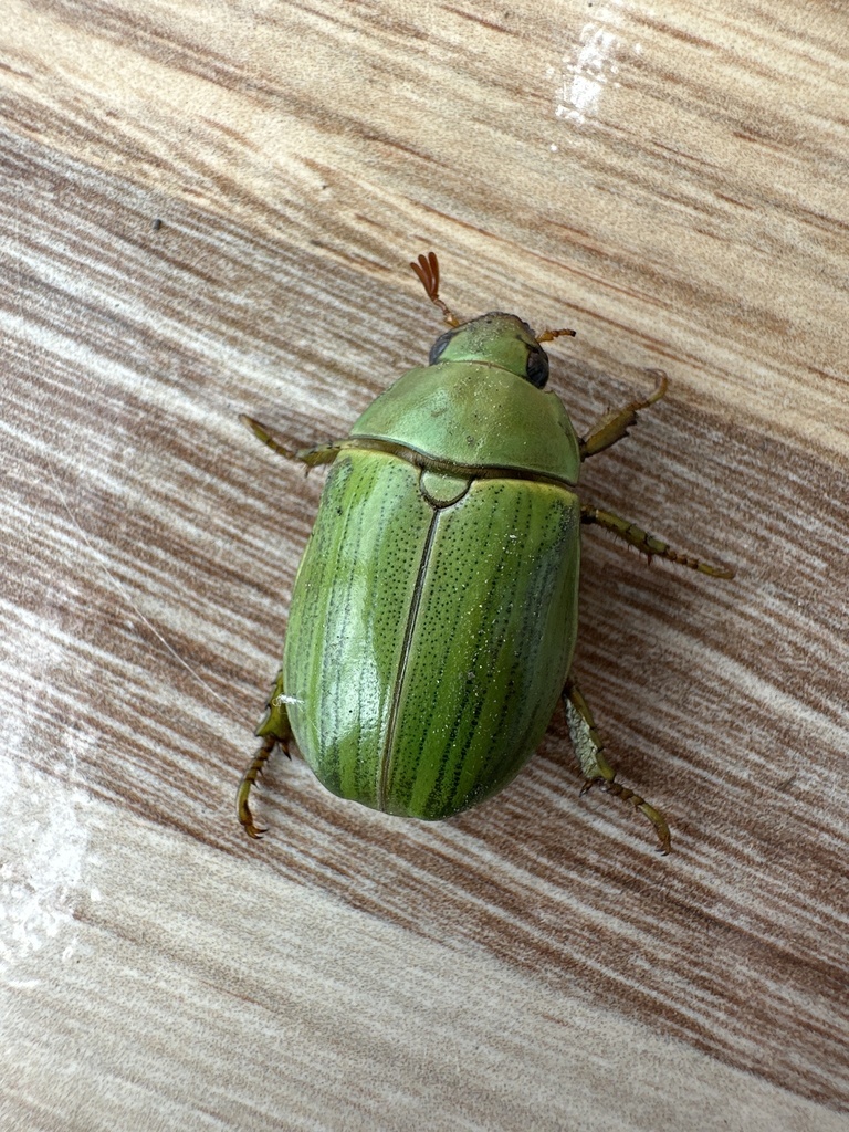 Pelidnota prasina from Carrera 3, Barbosa, Santander, CO on May 11 ...