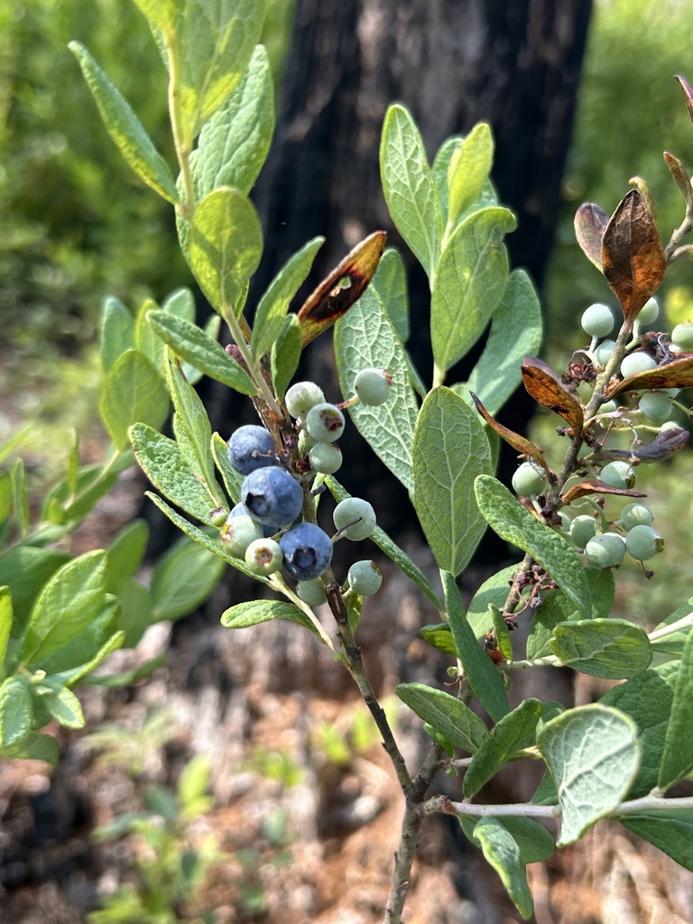 Dwarf Dangleberry from W Hickory Trail, Lake Wales, FL, US on May 11 ...