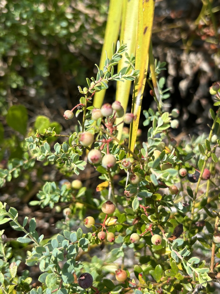 Darrow's Blueberry from W Hickory Trail, Lake Wales, FL, US on May 11 ...