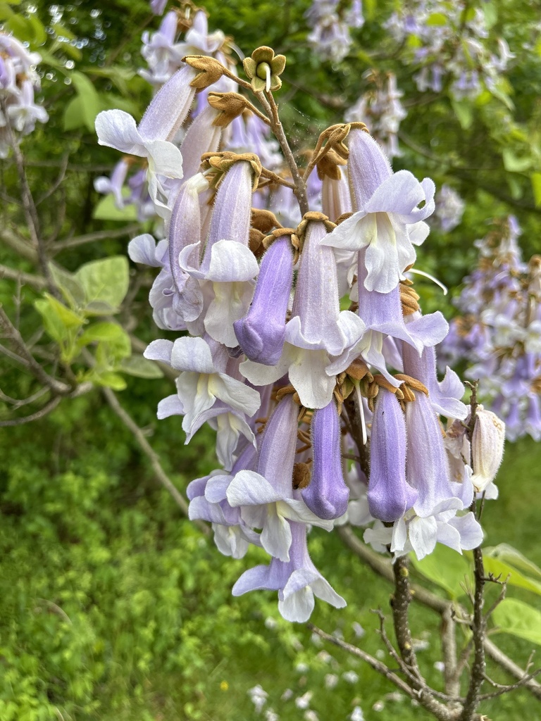 princess tree from Warfield Pond Park, Glenwood, MD, US on May 11, 2024 ...