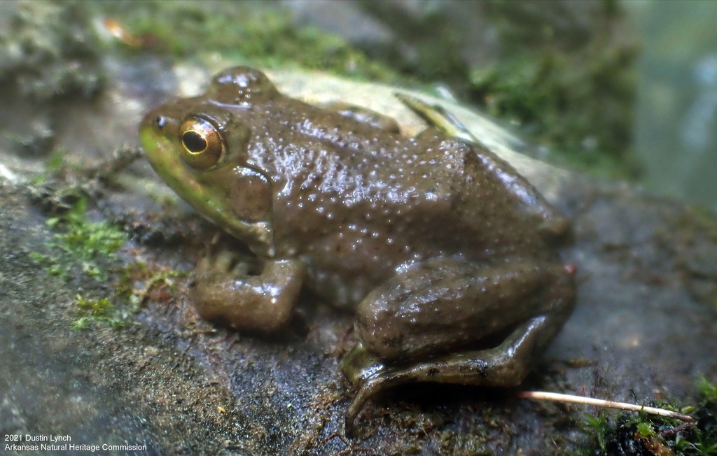American Bullfrog from Wolf Creek - Ouachita National Forest, Saline ...