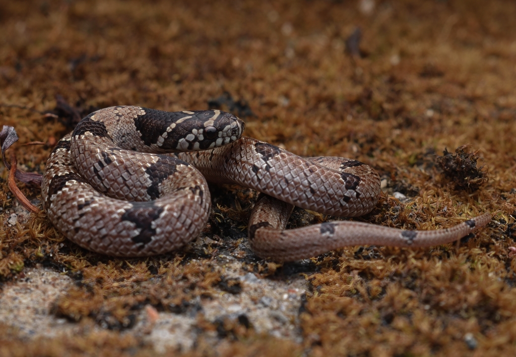 Streaked Kukri Snake from Madugundi, Karnataka, India on May 11, 2024 ...