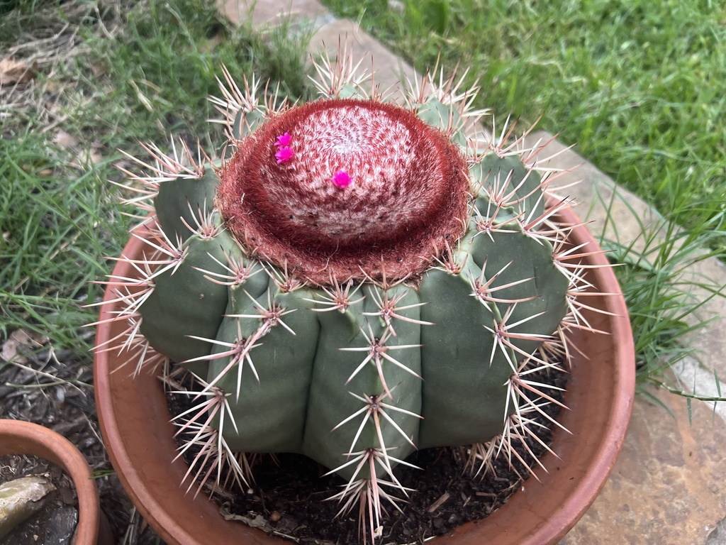 Something from Benton Dr, Roanoke, TX, US on April 27, 2024 at 07:24 PM ...