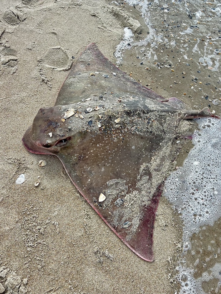 Bullnose Eagle Ray from Fort Macon State Park, Atlantic Beach, NC, US ...