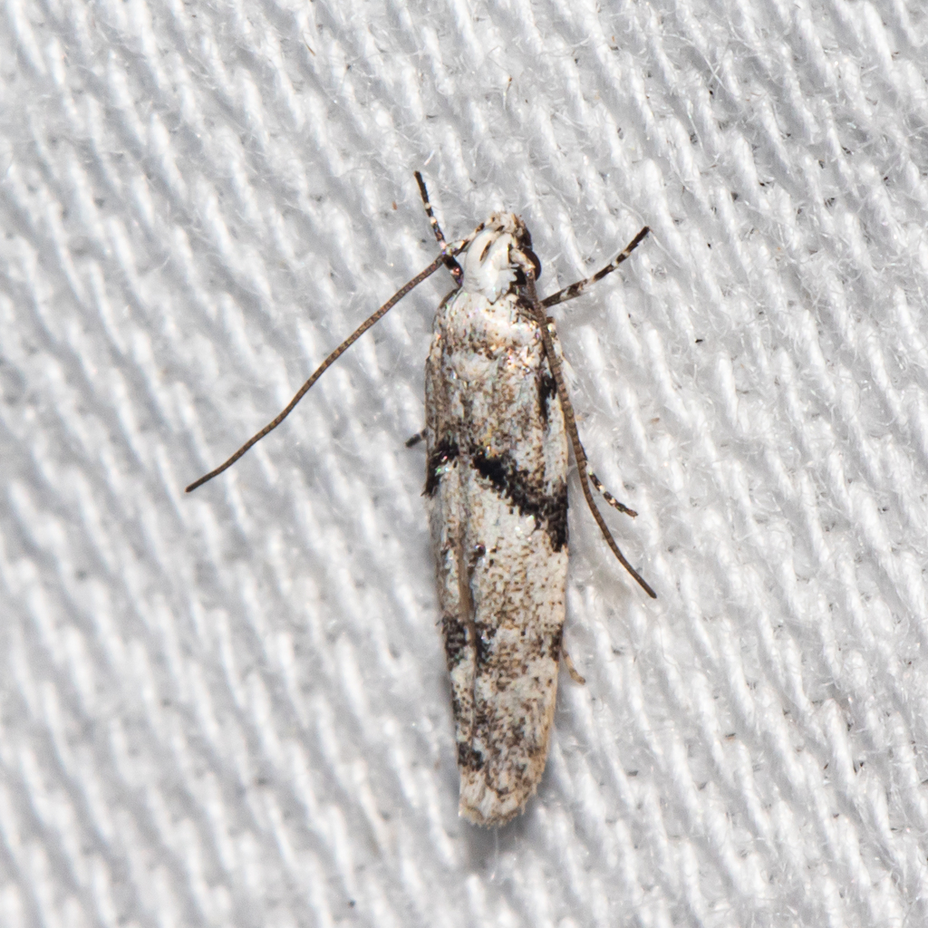 White Stripe-backed Moth from Anne Arundel County, MD, USA on May 2 ...