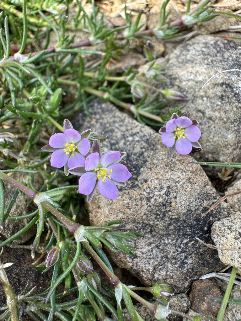 Red Sand Spurrey from Forest of Bowland AONB, Clitheroe, England, GB on ...