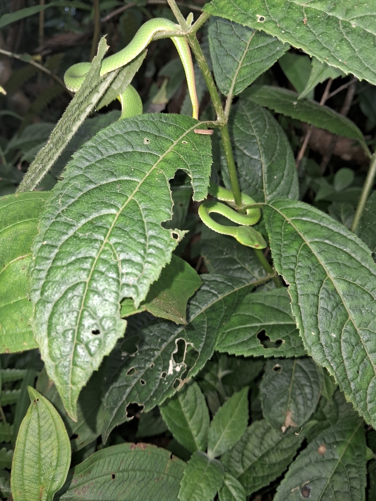 Chinese Green Tree Viper from 228台灣新北市貢寮區吉林3號橋[新巴士] on May 11, 2024 at ...